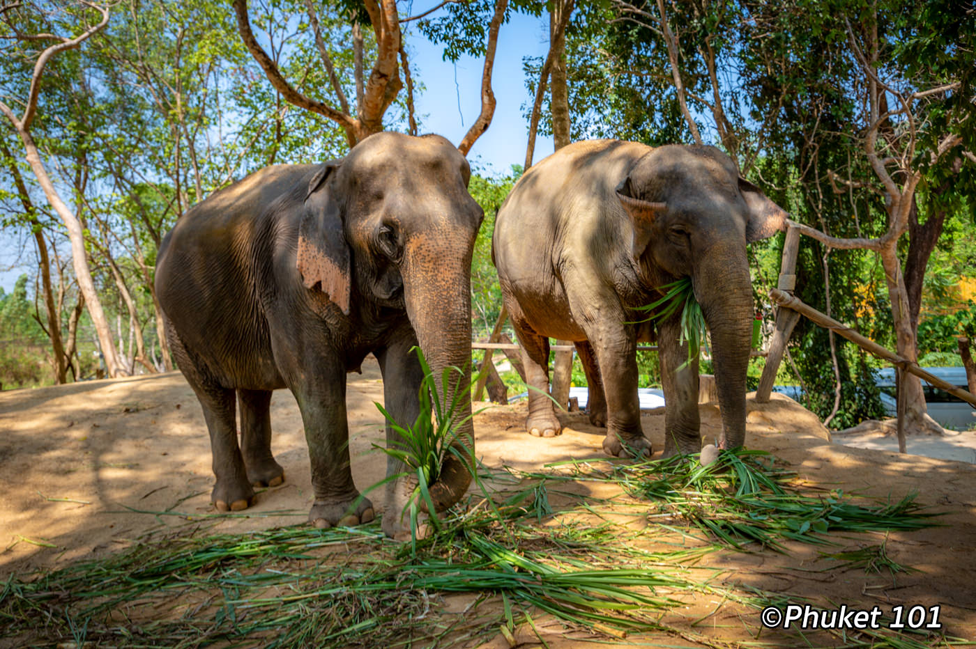 Phuket Elephant Retirement Park - PHUKET 101