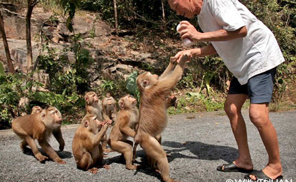 Animals Pages - PHUKET 101