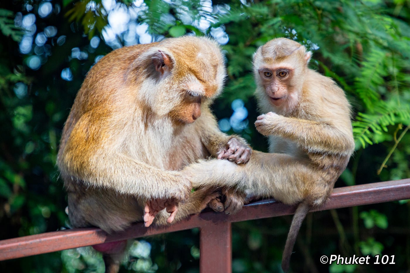 Monkey Hill Phuket Town - PHUKET 101
