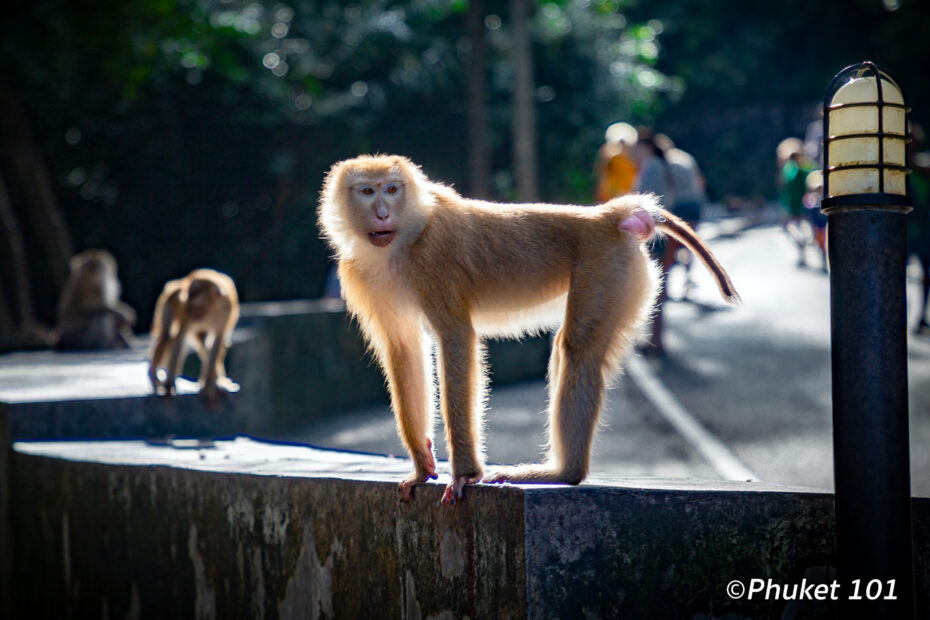 Monkey Hill Phuket Town - PHUKET 101