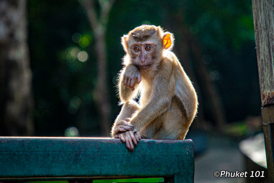 Monkey Hill Phuket Town - PHUKET 101