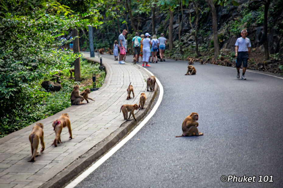 Monkey Hill Phuket Town - PHUKET 101