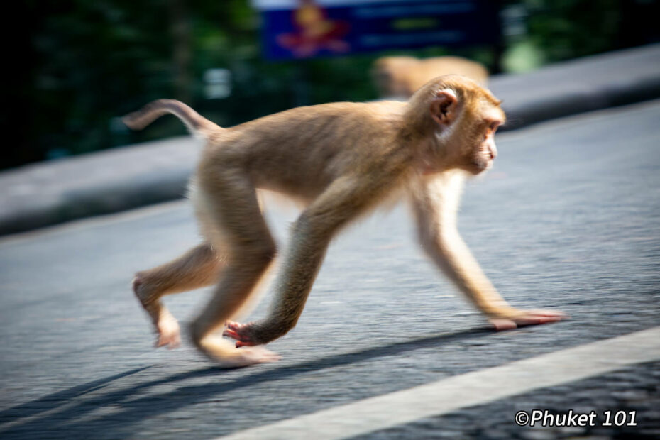 Monkey Hill Phuket Town - PHUKET 101
