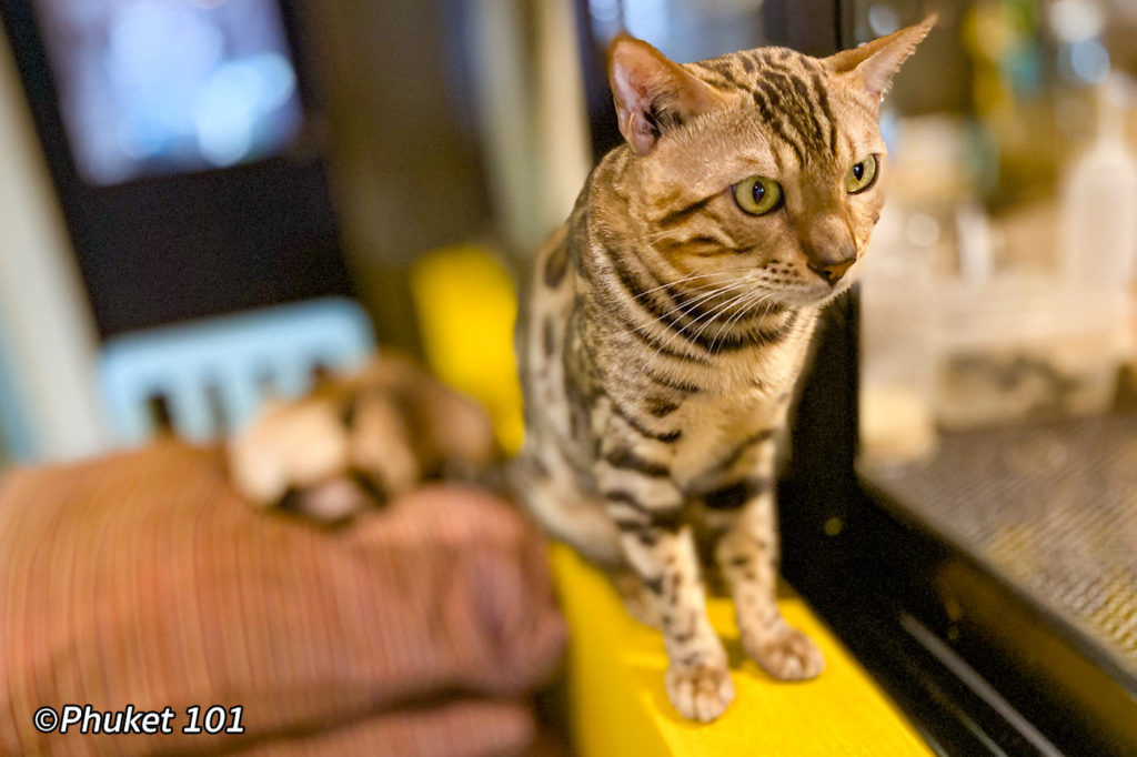B Cat Cafe in Phuket Town - PHUKET 101