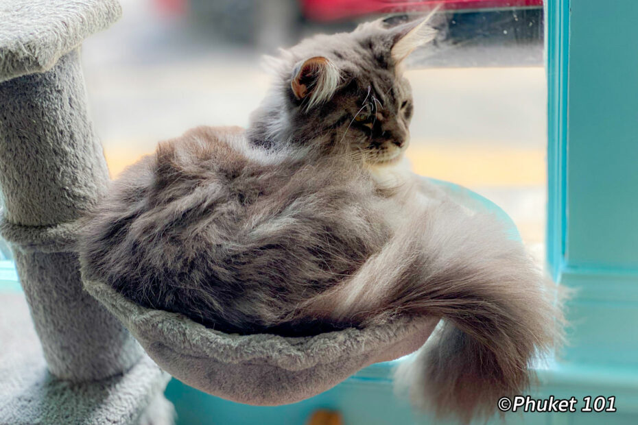 B Cat Cafe In Phuket Town - PHUKET 101