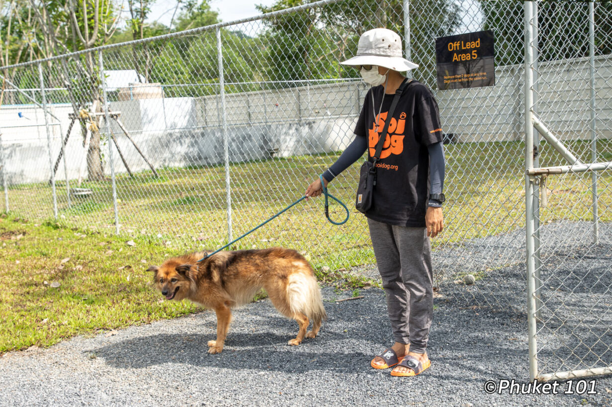 Soi Dog Foundation In Phuket - PHUKET 101