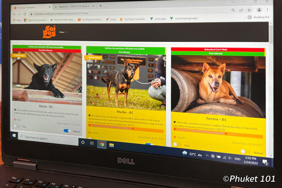 Soi Dog Foundation In Phuket | Help Dogs And Cats Of Phuket, Thailand ...