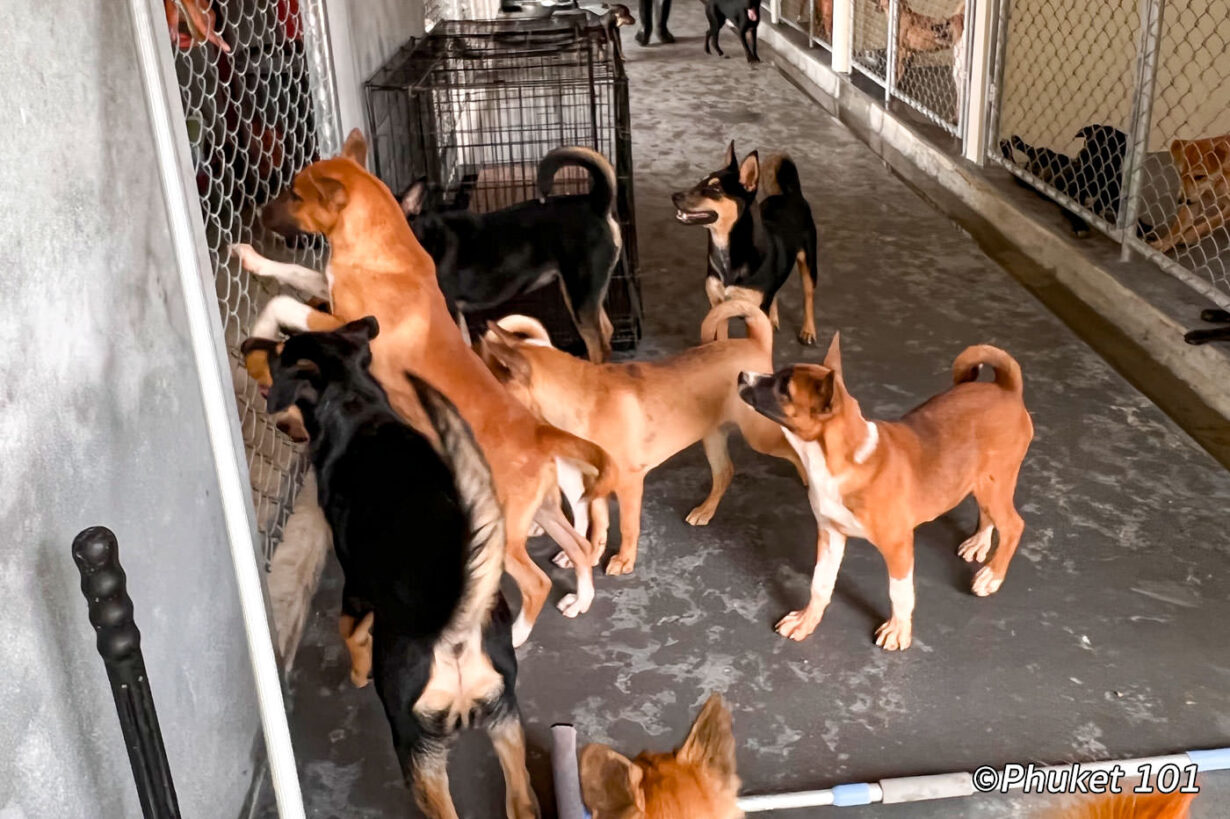 Soi Dog Foundation In Phuket - PHUKET 101