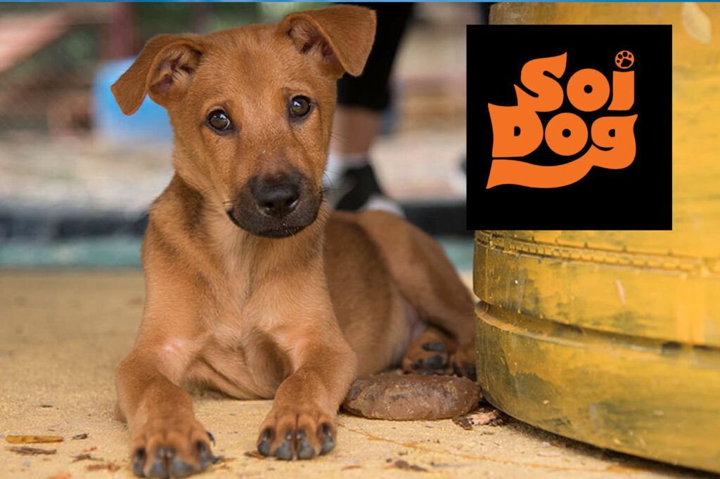 Songkran Festival Phuket 2022 - April 13 to 15 - PHUKET 101