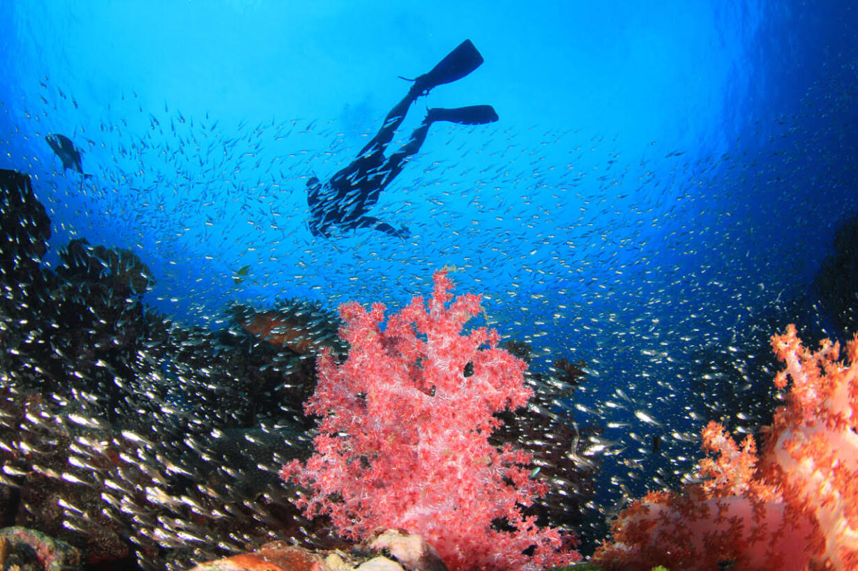 Best Dive Centers in Phuket 🤿 - PHUKET 101