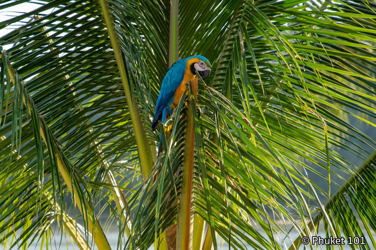 Beach House Layan And Roof Top By Anantara - Beach Club In Layan