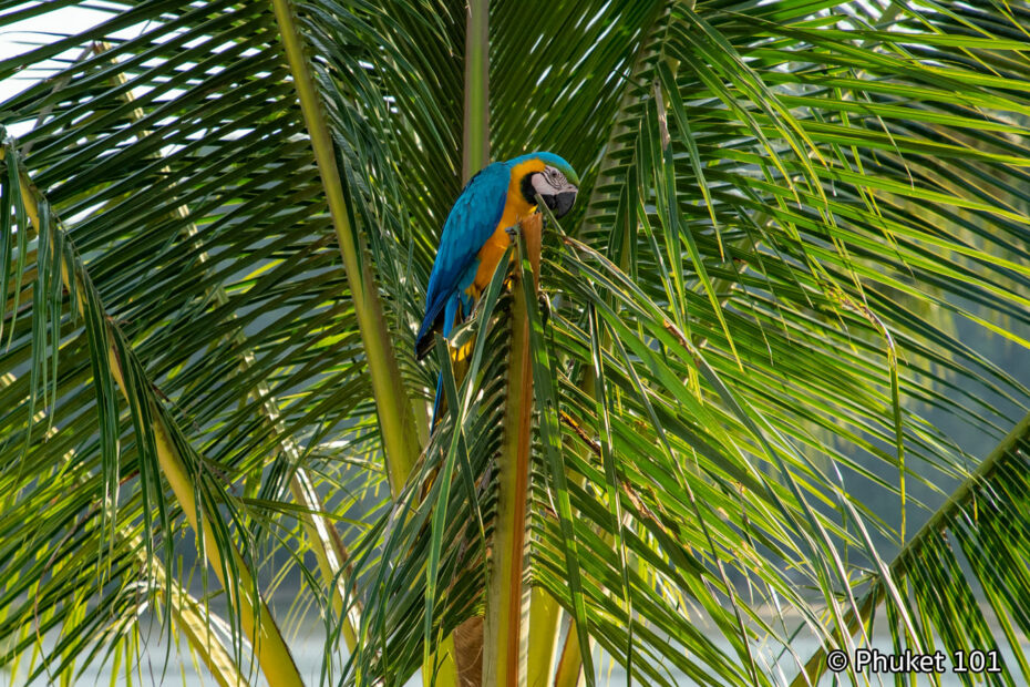 Beach House Layan And Roof Top By Anantara - Beach Club In Layan