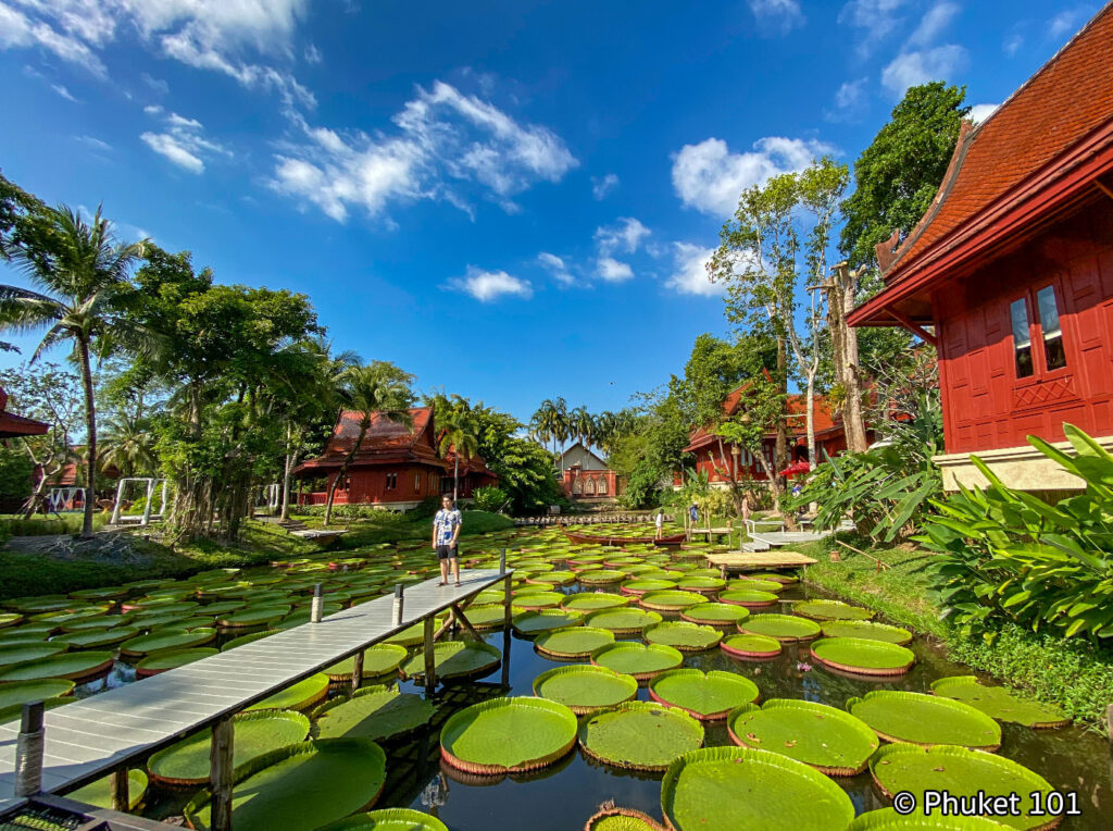 Ma Doo Bua Phuket (มา ดู บัว) Giant Lily Pad Cafe Near Bang Tao