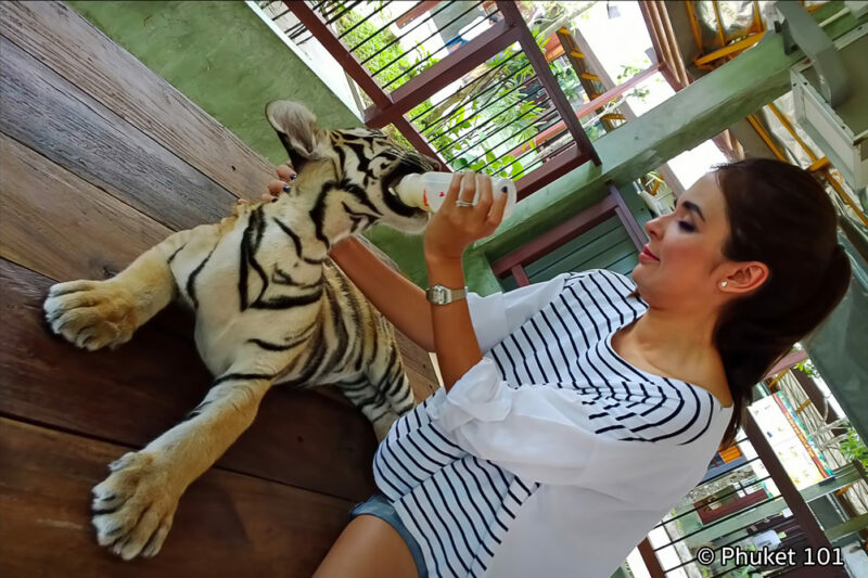 Tiger Kingdom Phuket | What To Expect At Tiger Kingdom Phuket