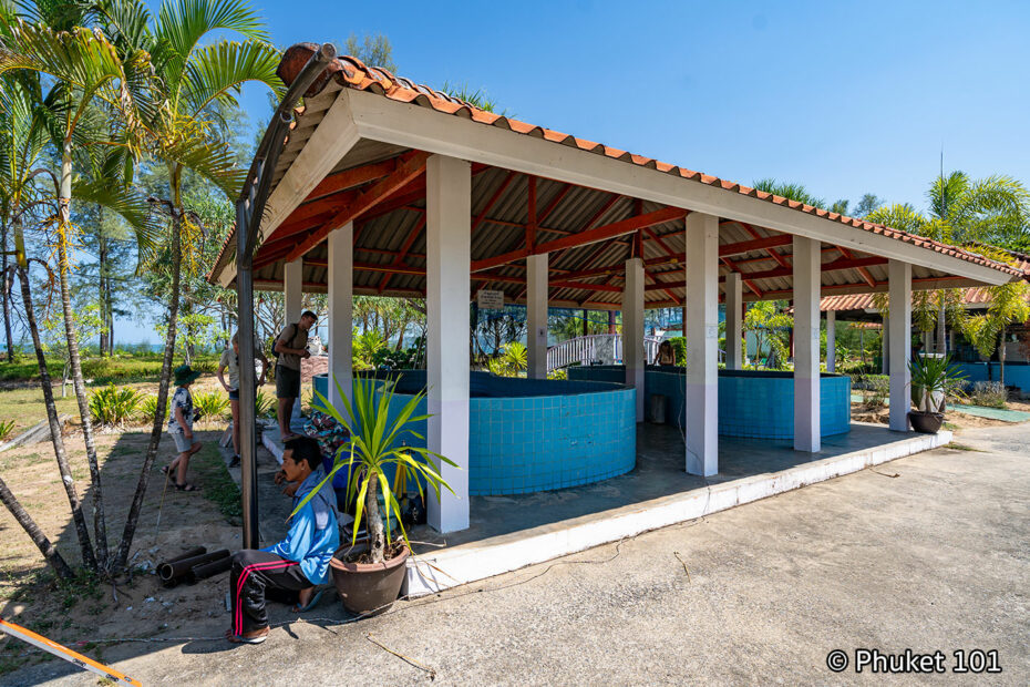 Sea Turtle Conservation Center In Khao Lak - PHUKET 101