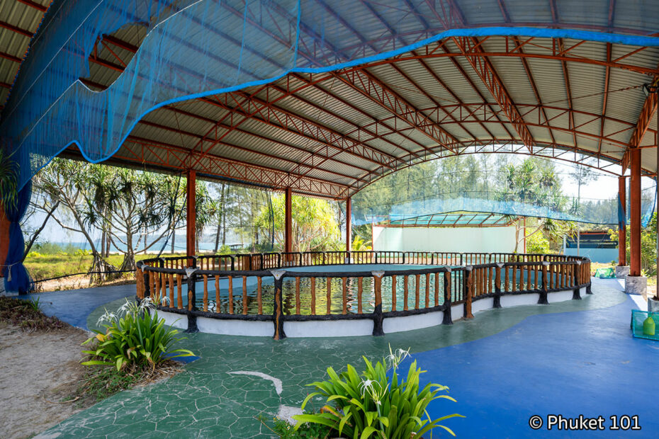 Sea Turtle Conservation Center In Khao Lak - PHUKET 101