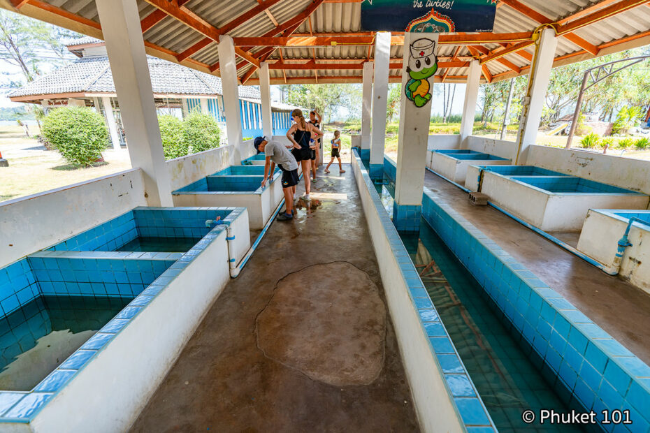Sea Turtle Conservation Center In Khao Lak - PHUKET 101