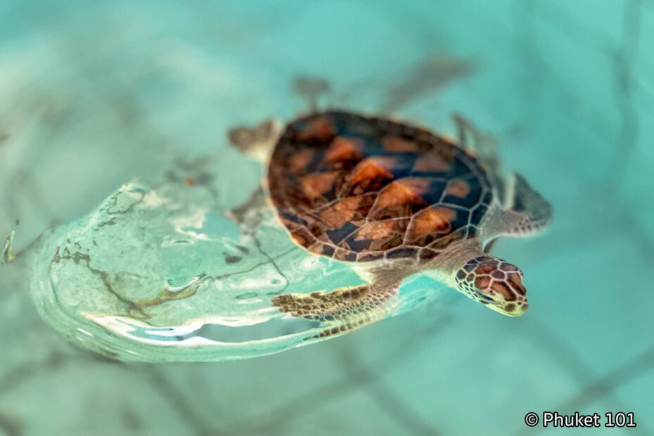 Sea Turtle Conservation Center In Khao Lak - PHUKET 101