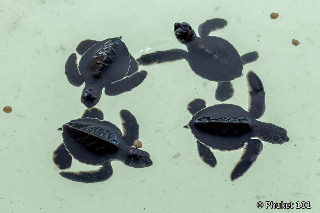 Sea Turtle Conservation Center In Khao Lak - PHUKET 101