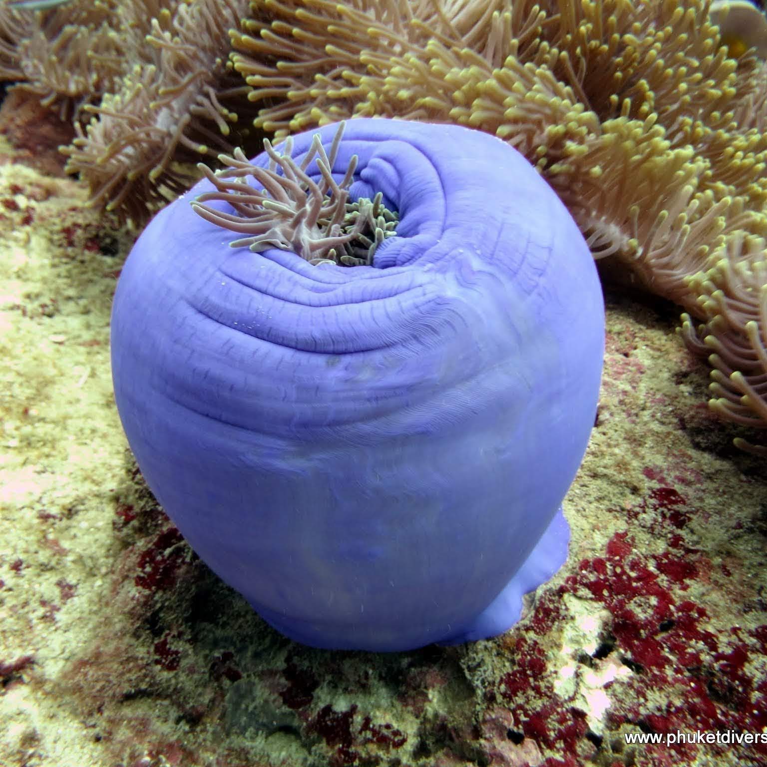 Merlin Divers Phuket - PHUKET 101