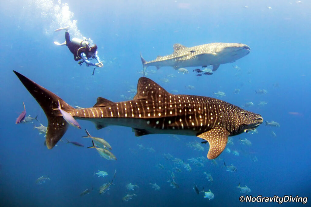 Best Dive Centers in Phuket 🤿 - PHUKET 101