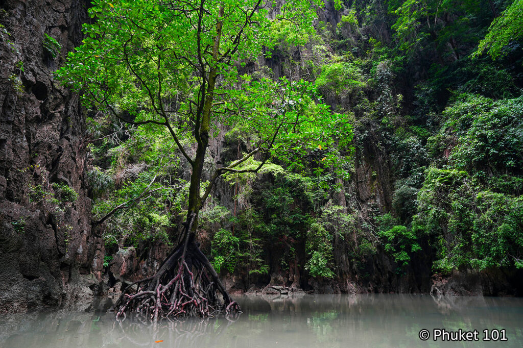 Phang Nga Bay With 5 Star Marine | Phang Nga Bay By Private Speedboat ...