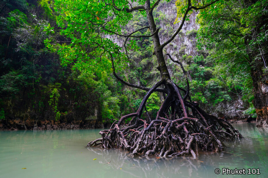 Phang Nga Bay With 5 Star Marine | Phang Nga Bay By Private Speedboat ...