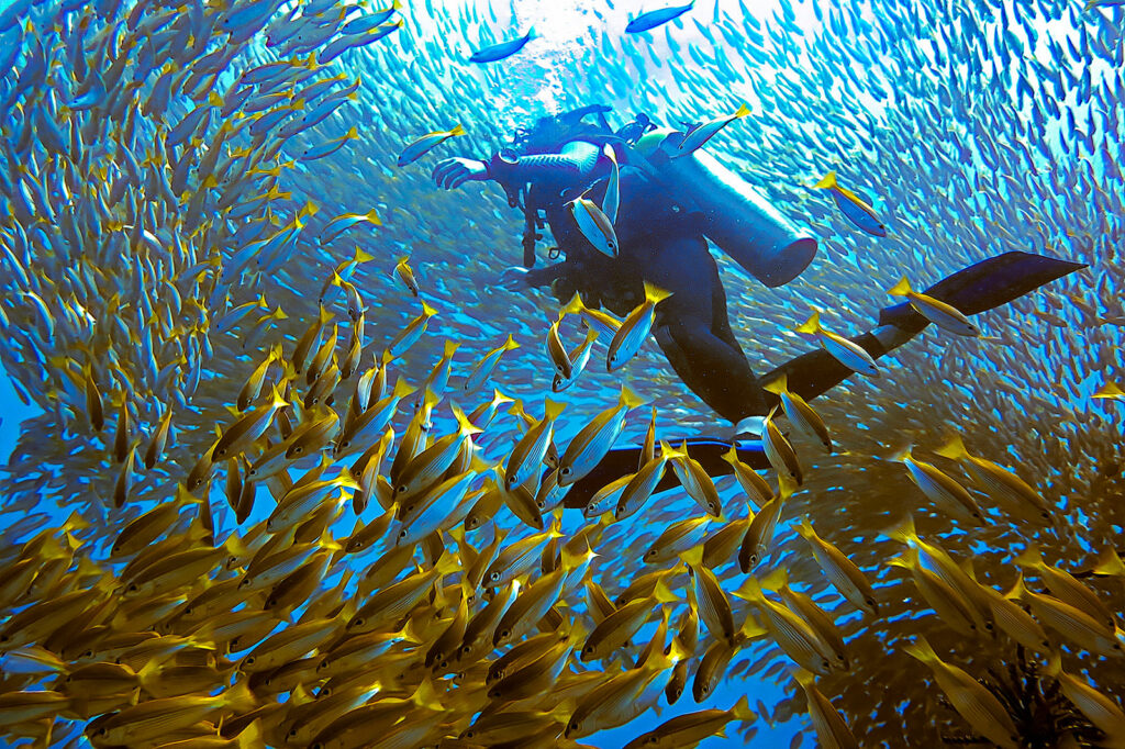 7 Best Dive Sites Near Phuket | Where Are The Best Dive Sites In Phuket?