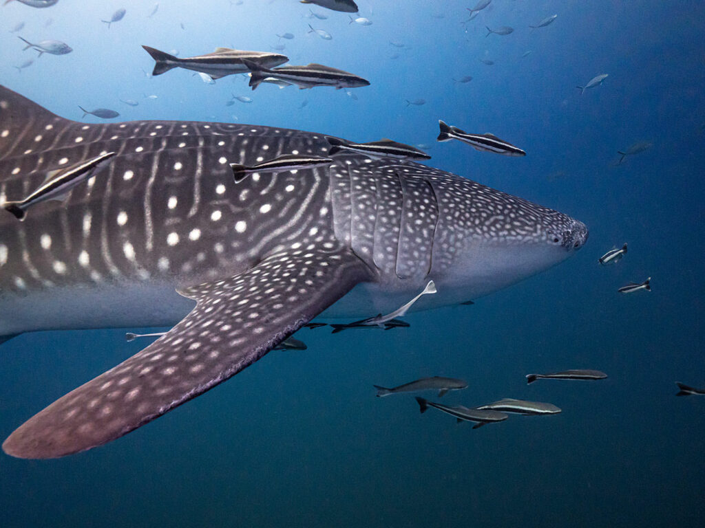 Koh Bida Nok And Koh Bida Nai - PHUKET 101