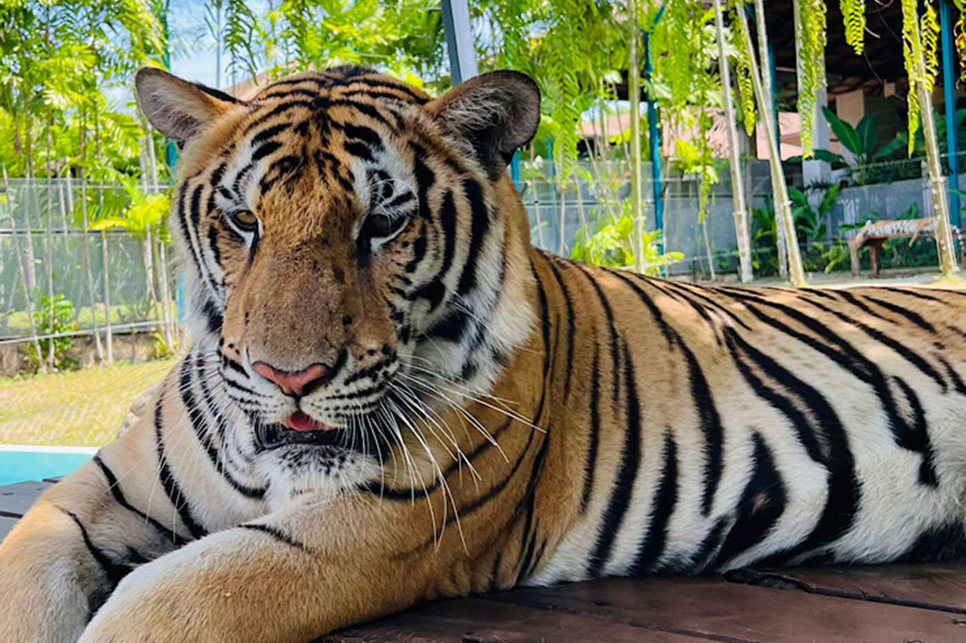 PPKK Tour Service - PHUKET 101