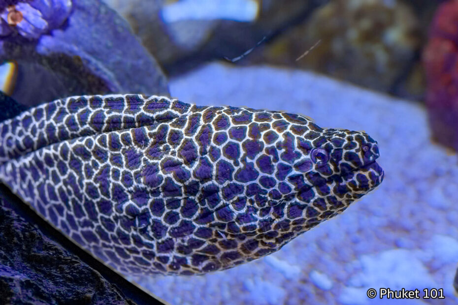 SEA LIFE Bangkok Ocean World - An Immense Aquarium Under Siam Paragon