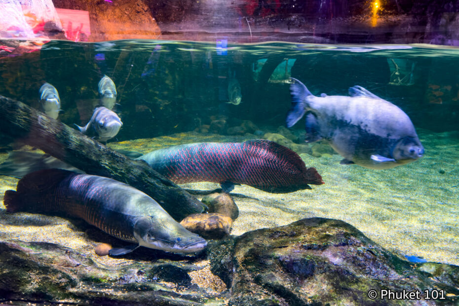 SEA LIFE Bangkok Ocean World - An Immense Aquarium Under Siam Paragon