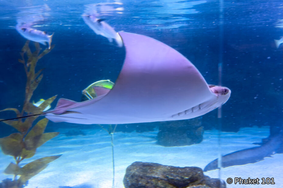 SEA LIFE Bangkok Ocean World - An Immense Aquarium Under Siam Paragon