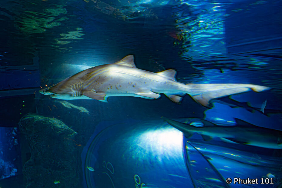 SEA LIFE Bangkok Ocean World - An Immense Aquarium Under Siam Paragon