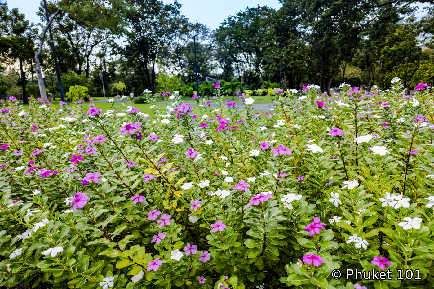 Chatuchak Park - A Green Escape Next To Chatuchak Market